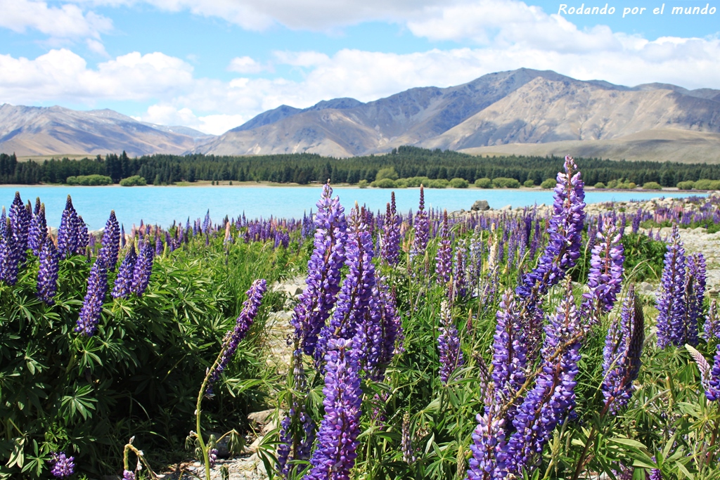 Lago Pukaki y lago Tekapo - Rodando por el mundo